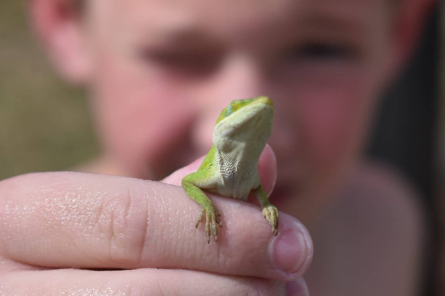 Lowest Maintenance Pets: Perfect Companions for Neurodiverse Kids - Goally