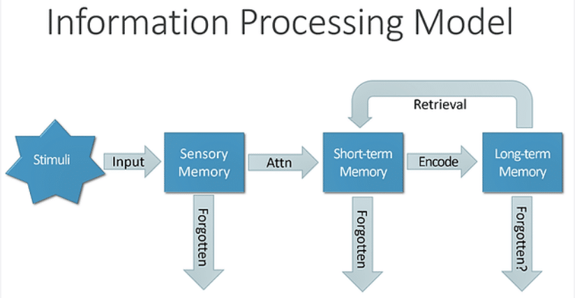 What is the Information Processing Model? - Goally